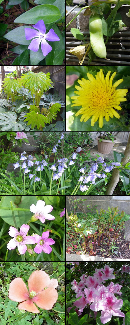 9109 ≪春の庭 4月13日≫: 換水録