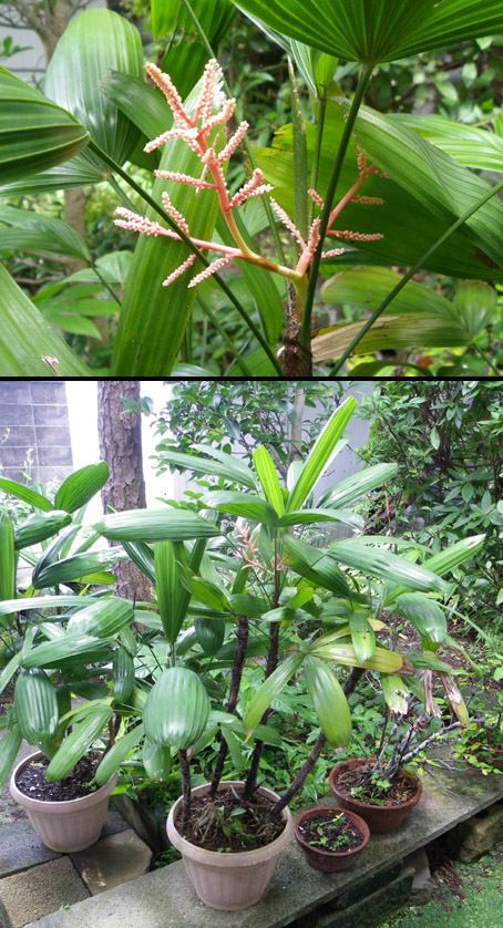 9181 ≪観音竹の花≫: 換水録