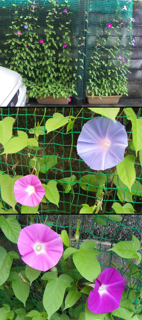 9199 ≪車置き場の朝顔≫: 換水録